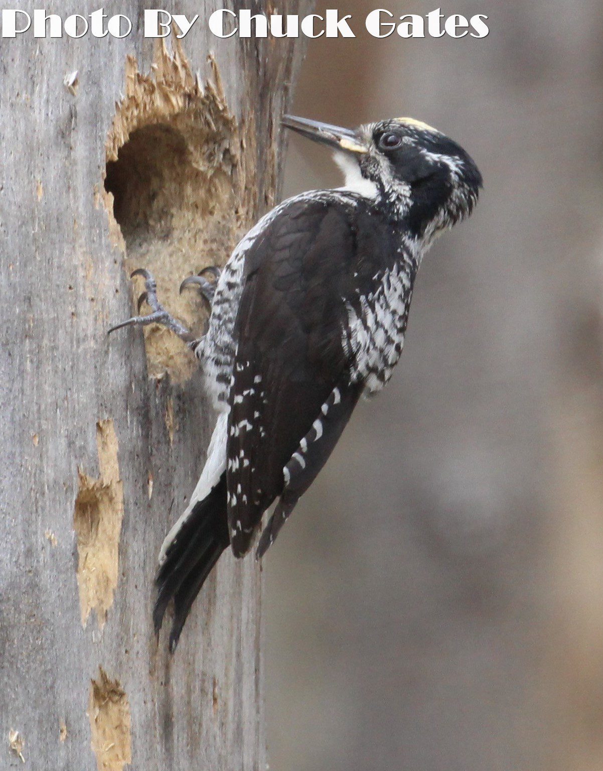 American Three Toed Woodpecker